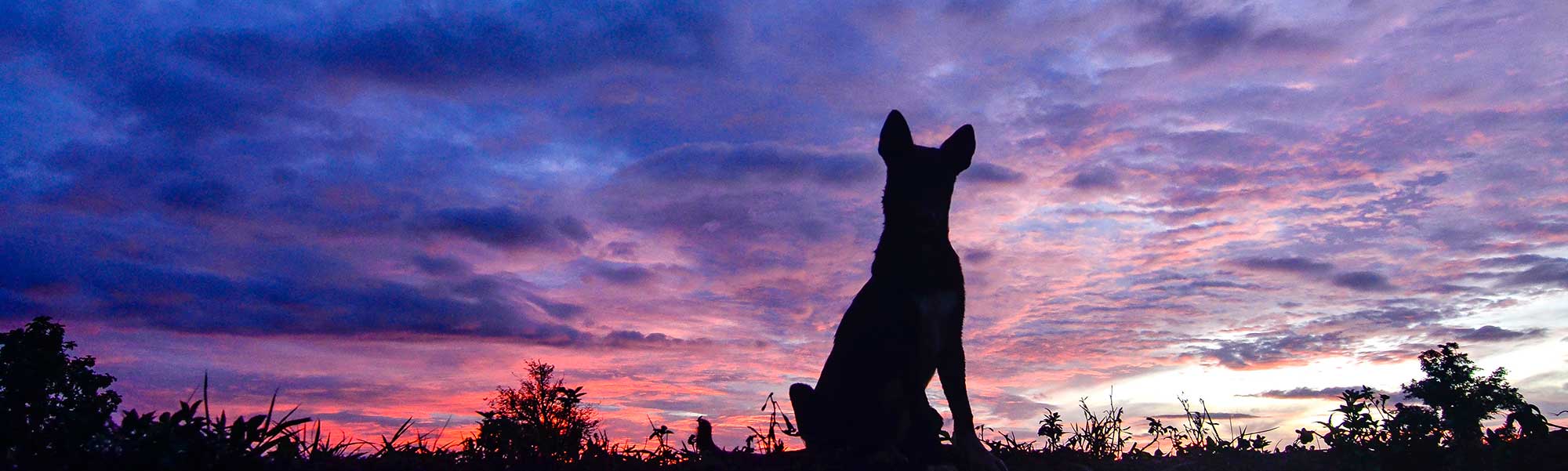 Pet Euthanasia - At Home or In Clinic by Compassionate Vets